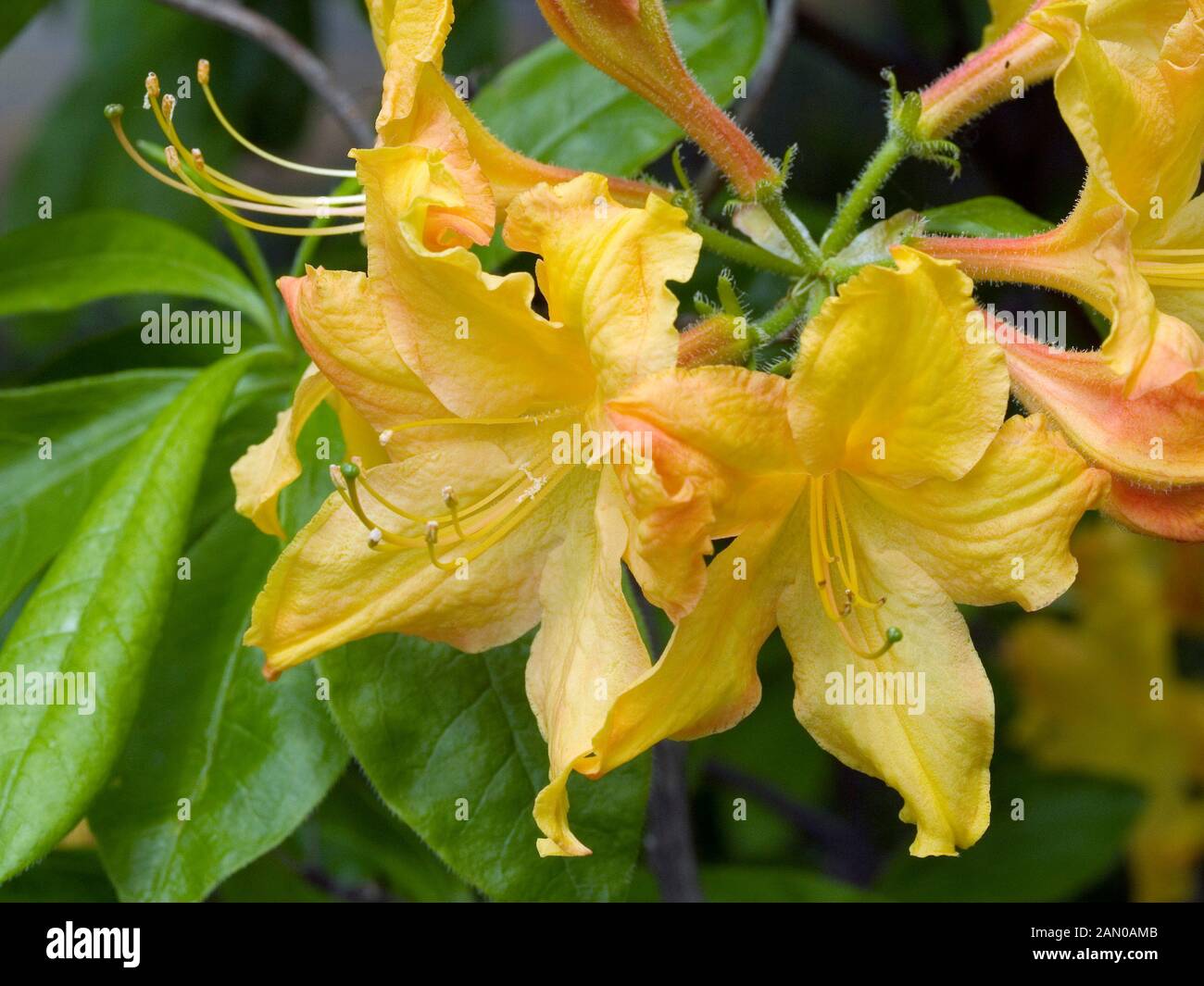 AZALEA GOLDEN LIGHTS Stock Photo - Alamy