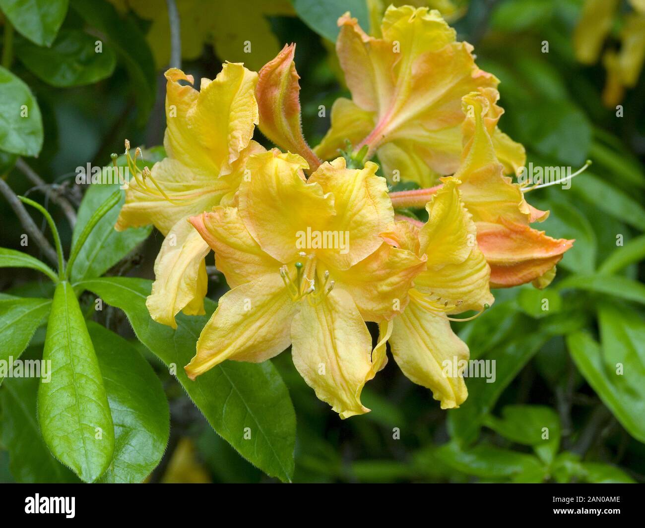 AZALEA GOLDEN LIGHTS Stock Photo - Alamy
