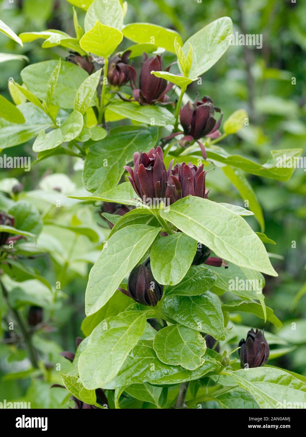 Calycanthus Floridus High Resolution Stock Photography and Images - Alamy
