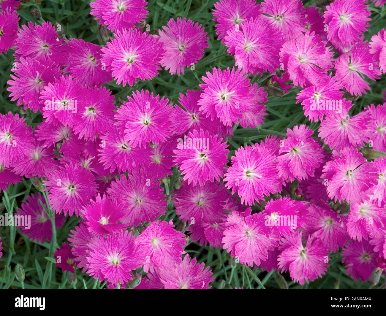 Firewitch hi-res stock photography and images - Alamy