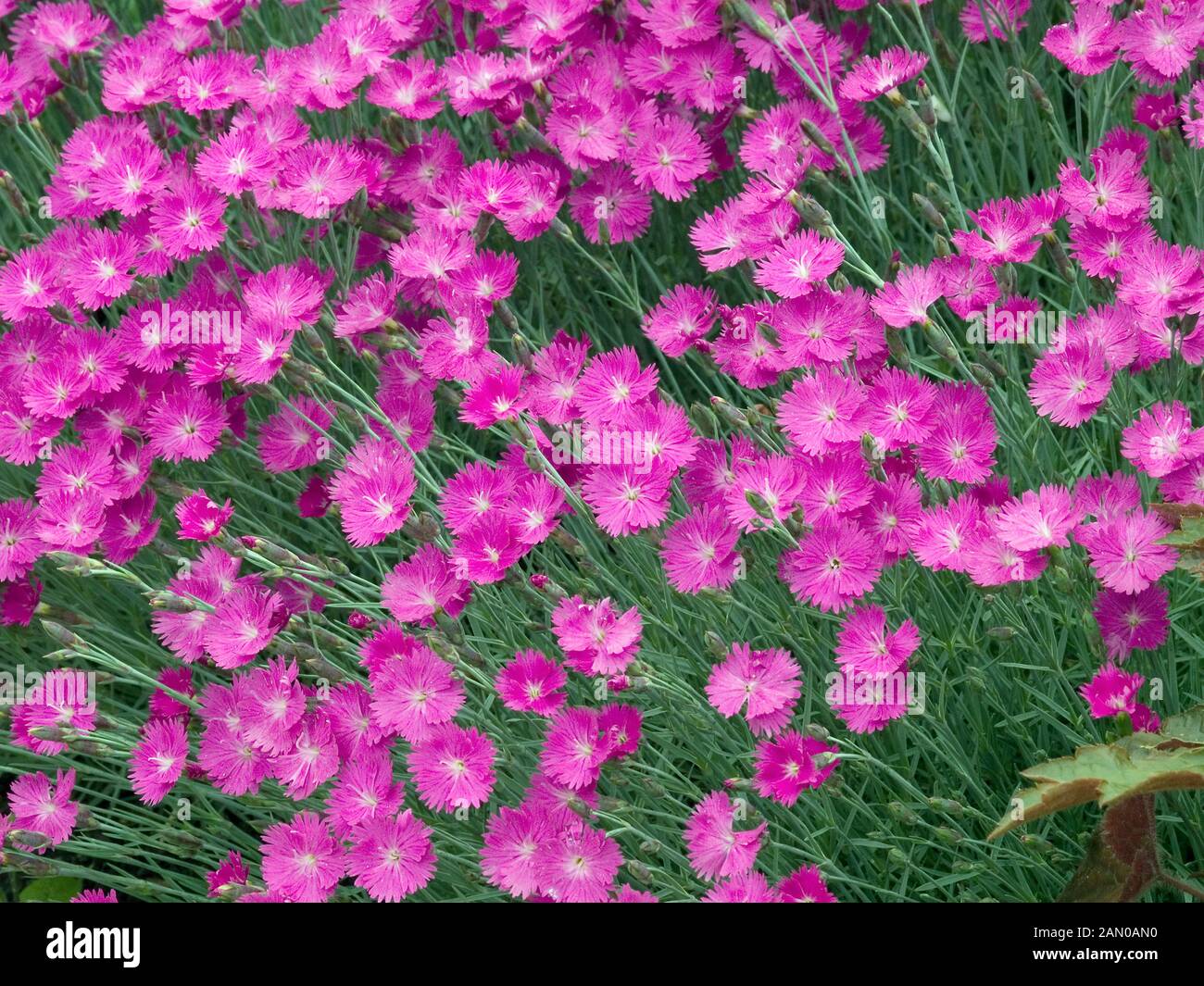 Firewitch hi-res stock photography and images - Alamy