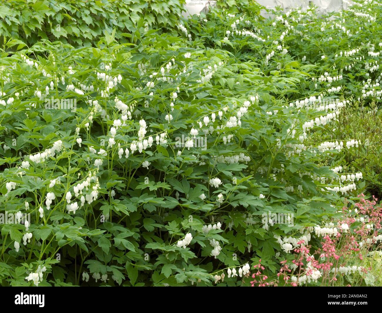 DICENTRA SPECTABILIS ALBA Stock Photo - Alamy