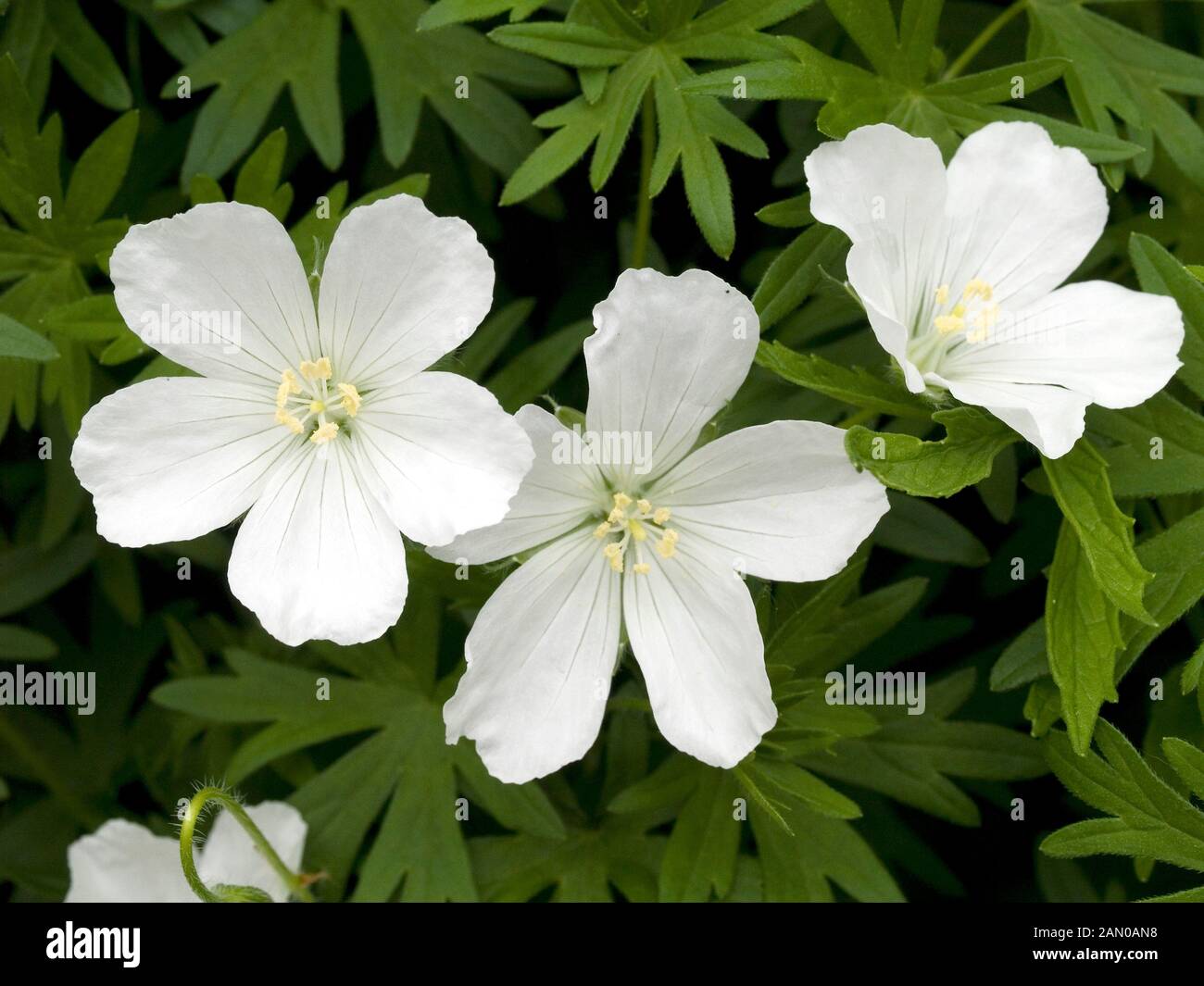 Geranium sanguineum album hi-res stock photography and images - Alamy