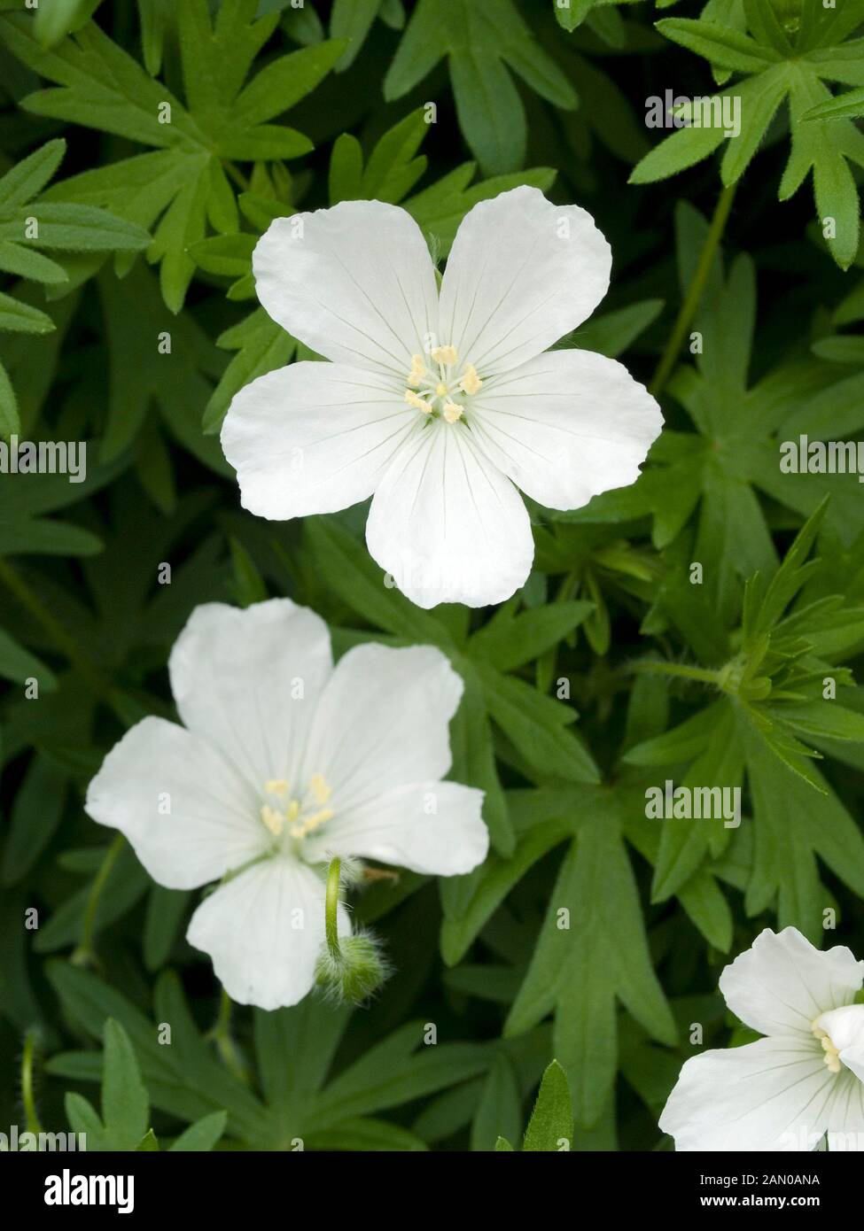 Geranium sanguineum album hi-res stock photography and images - Alamy