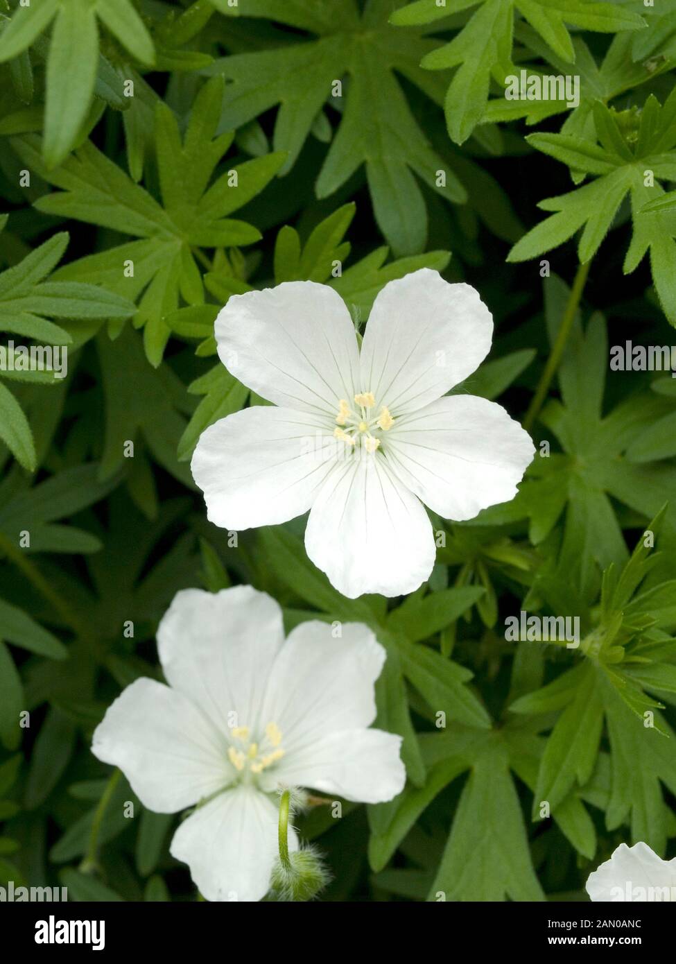 Geranium sanguineum album hi-res stock photography and images - Alamy