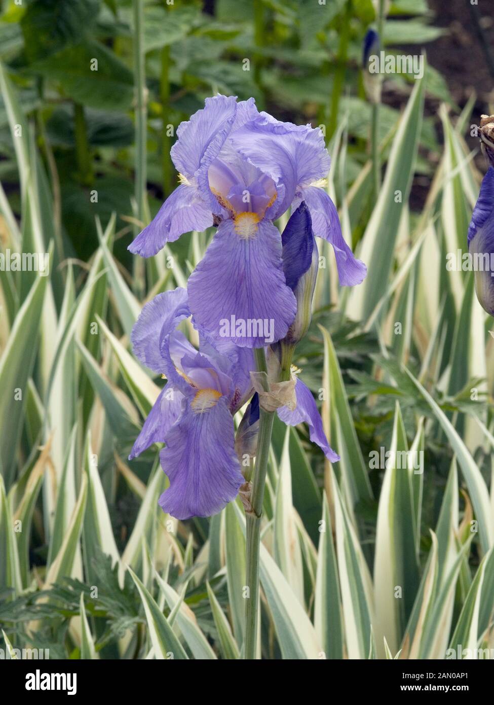 Iris pallida variegata hi-res stock photography and images - Alamy