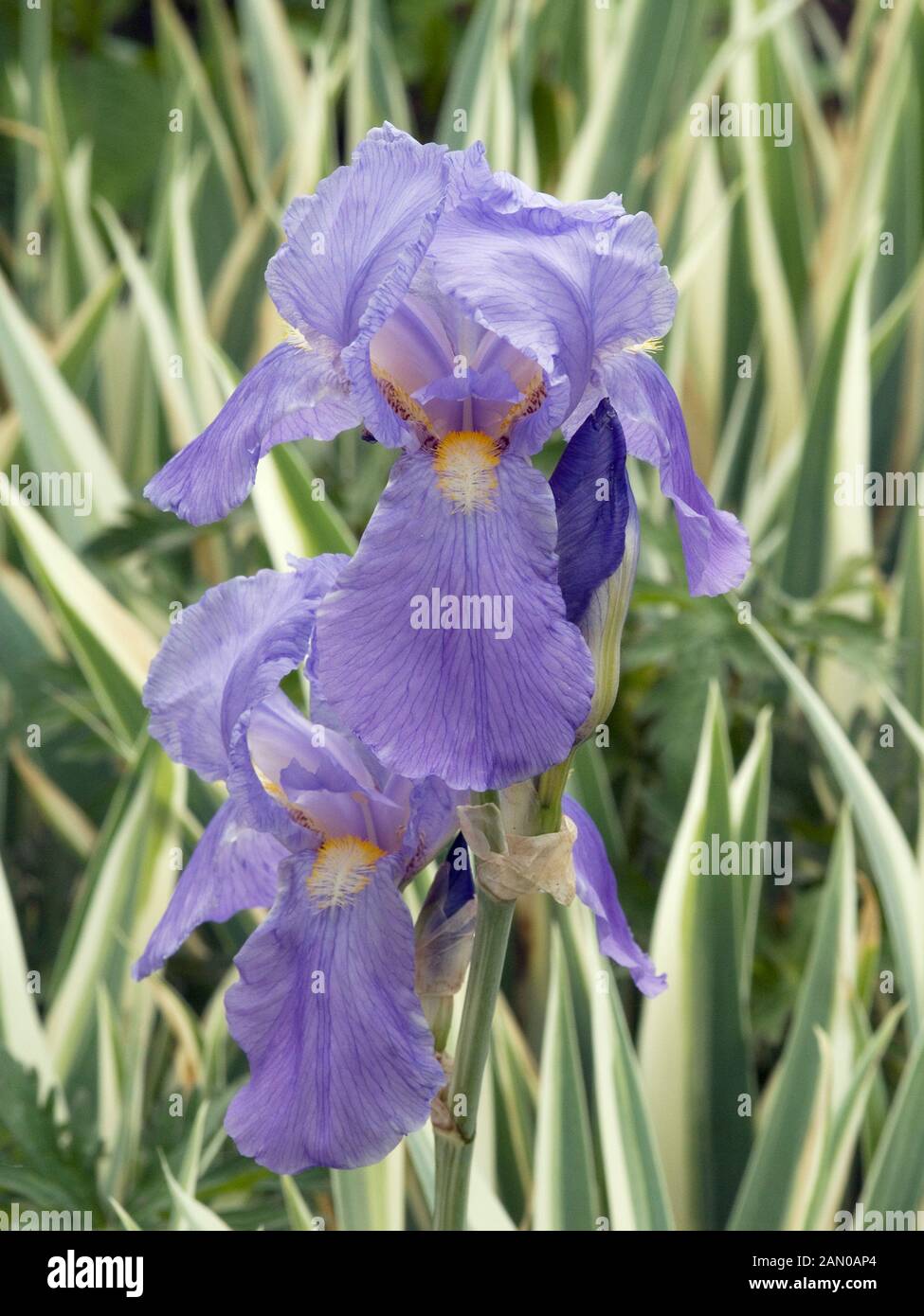 Iris pallida variegata hi-res stock photography and images - Alamy