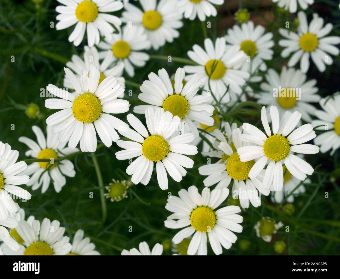 Matricaria recutita hi-res stock photography and images - Alamy