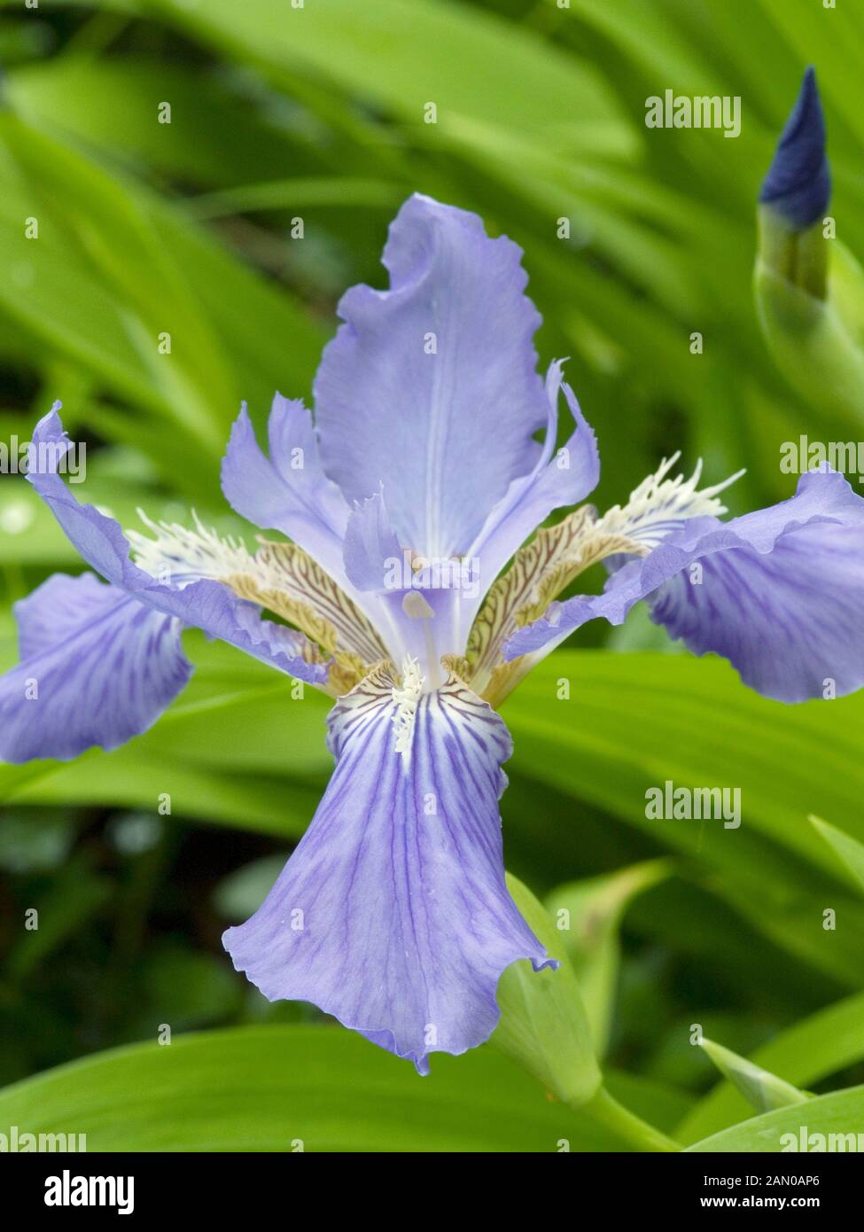 Iris tectorum hi-res stock photography and images - Alamy