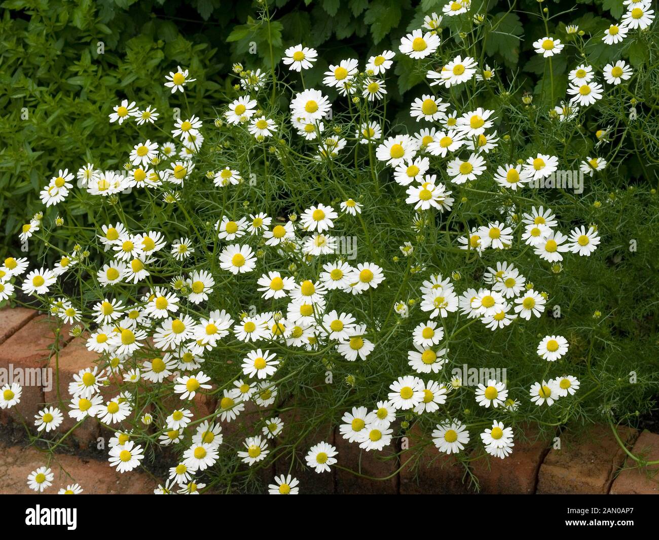 Matricaria recutita hi-res stock photography and images - Alamy