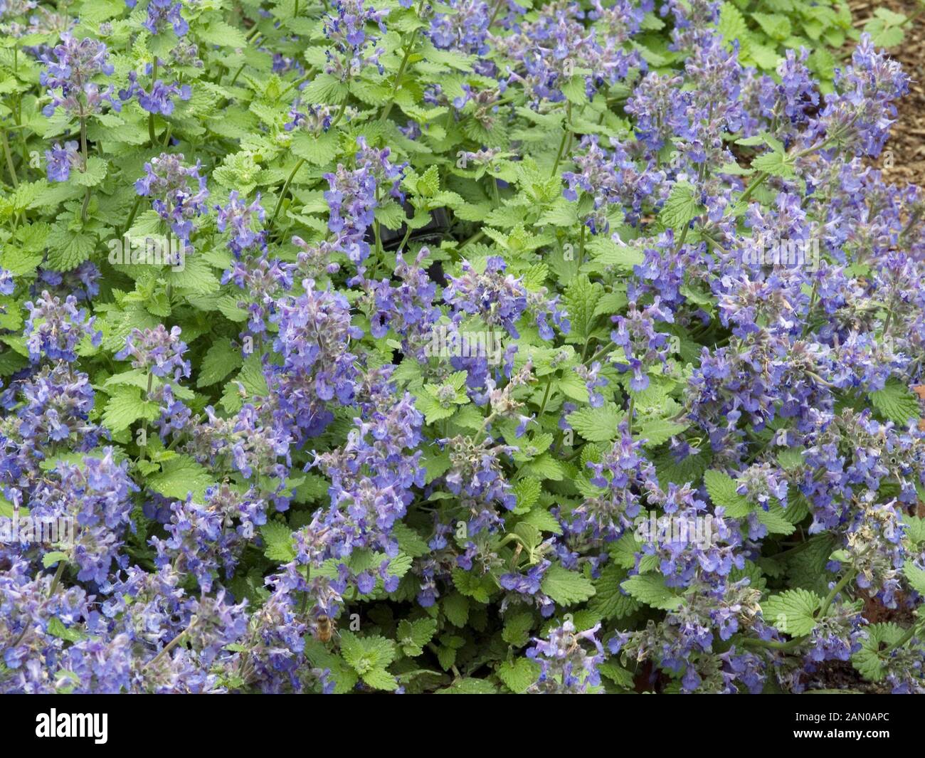 NEPETA RACEMOSA LITTLE TITCH Stock Photo - Alamy