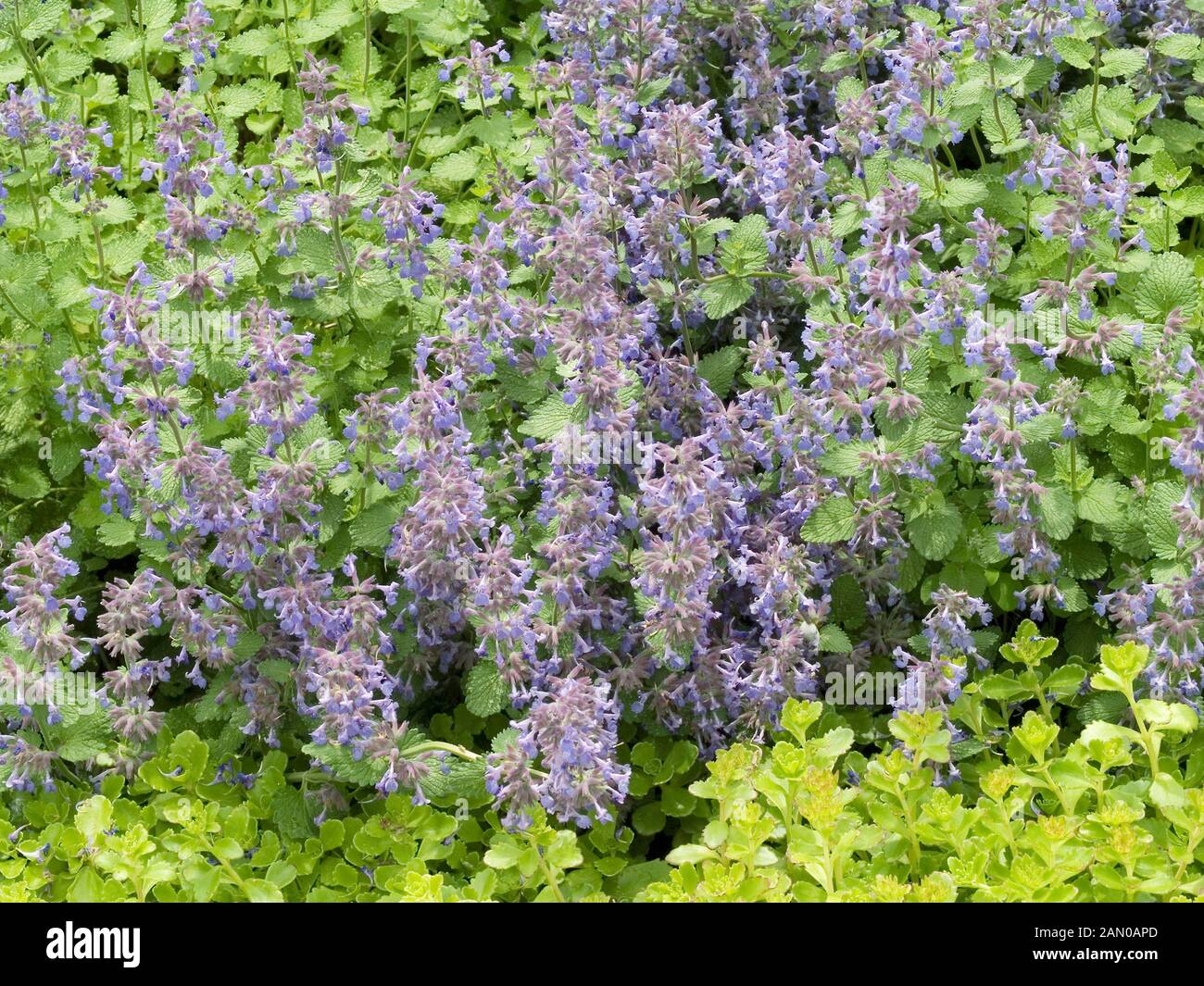 Blue wonder hi-res stock photography and images - Alamy