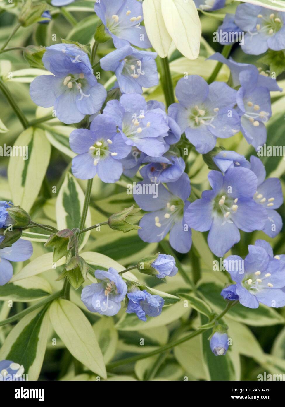 Stairway to heaven blue flowers hi-res stock photography and images - Alamy