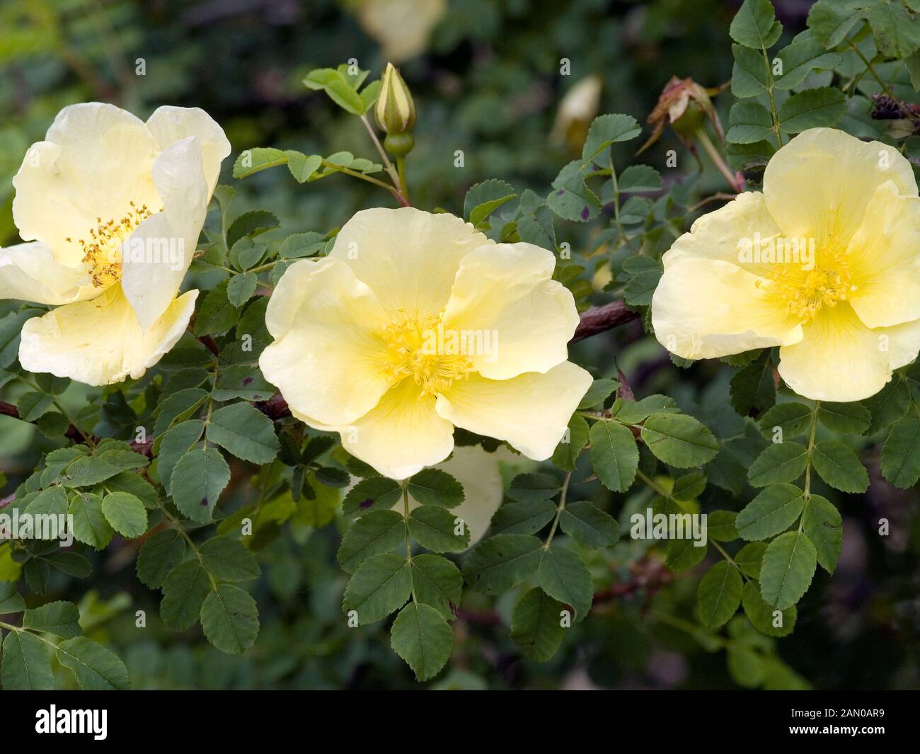 Rosa Hugonis High Resolution Stock Photography and Images - Alamy