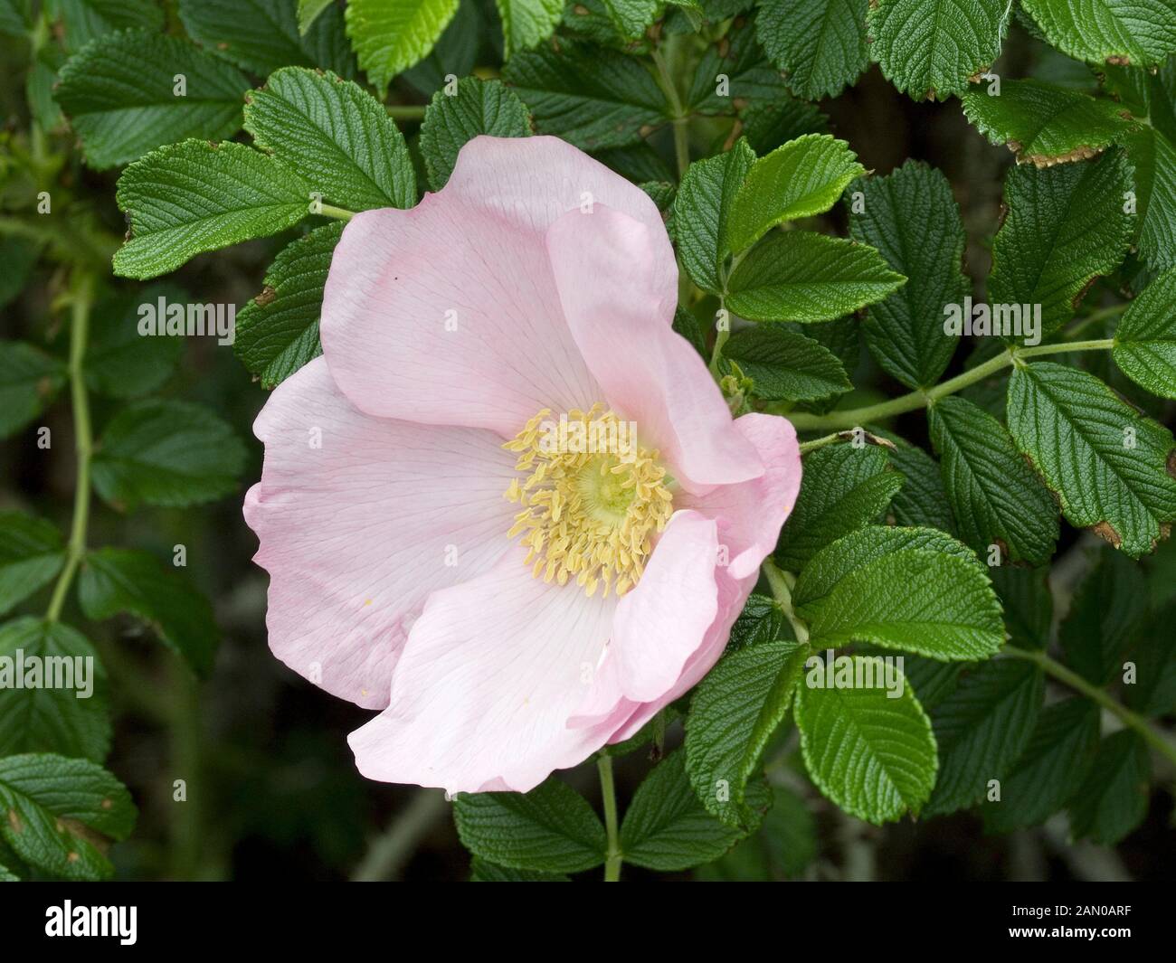 ROSA FRAU DAGMAR HARTOPP Stock Photo - Alamy