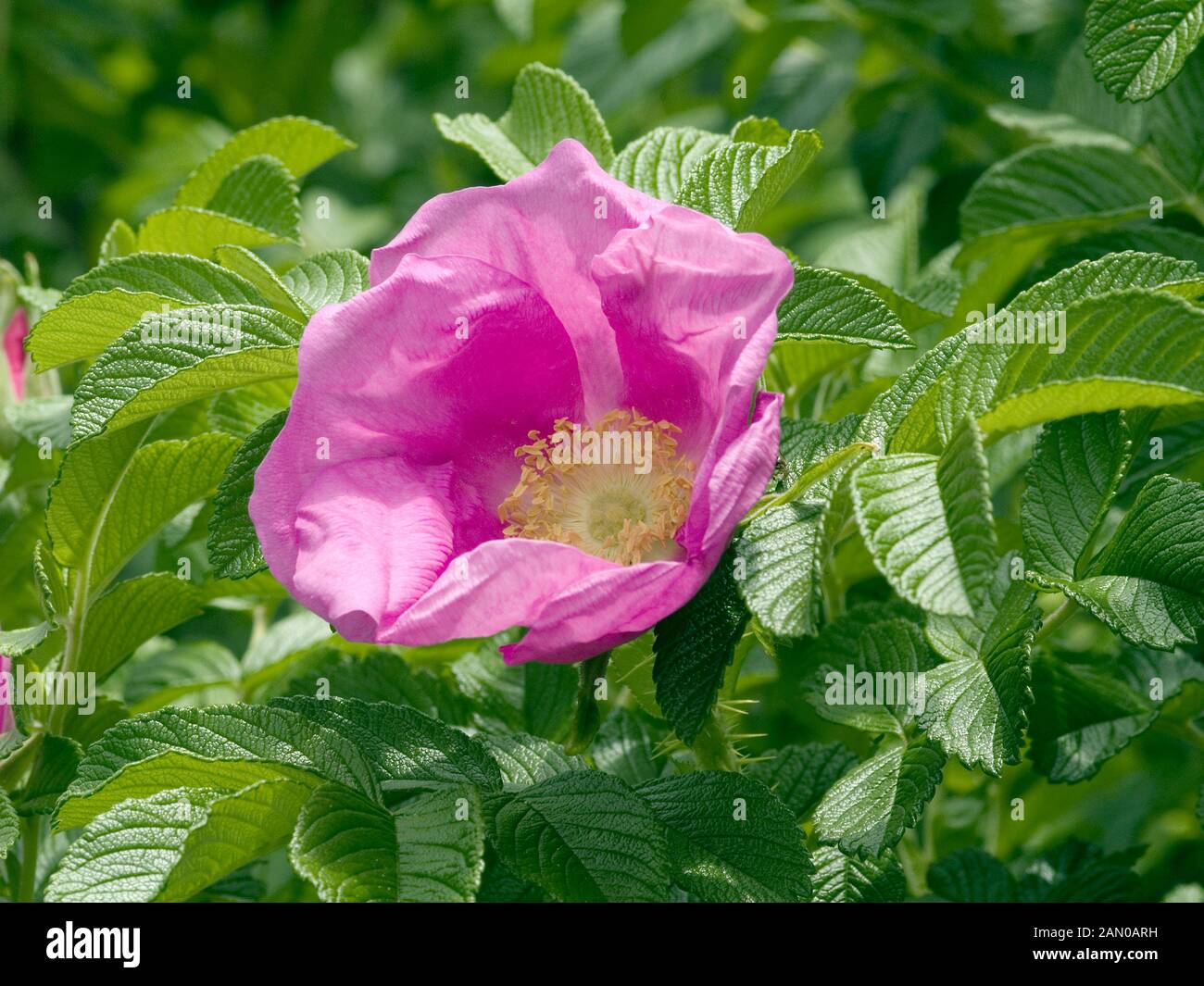 Pink Rugosa High Resolution Stock Photography and Images - Alamy