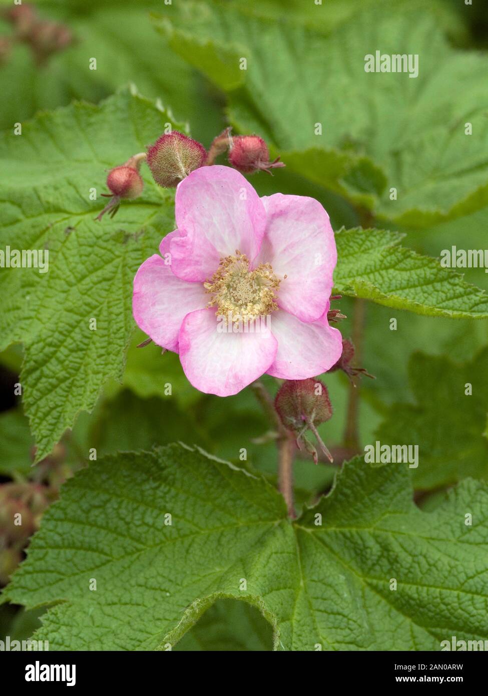 Rubus odoratus hi-res stock photography and images - Alamy
