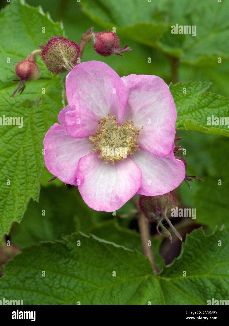 Rubus odoratus hi-res stock photography and images - Alamy