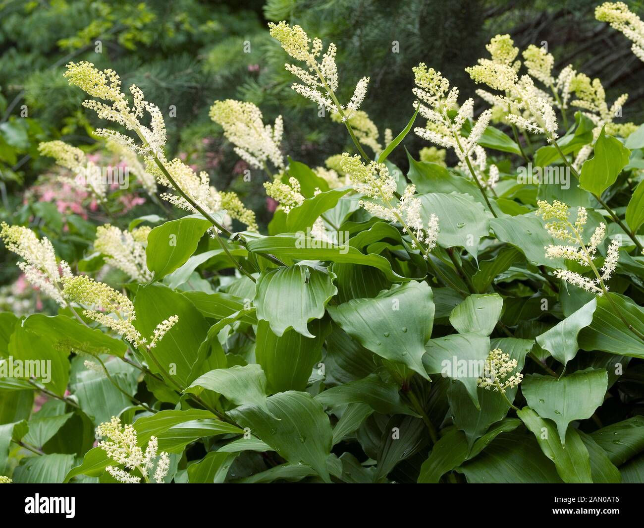 Smilacina racemosa hi-res stock photography and images - Alamy