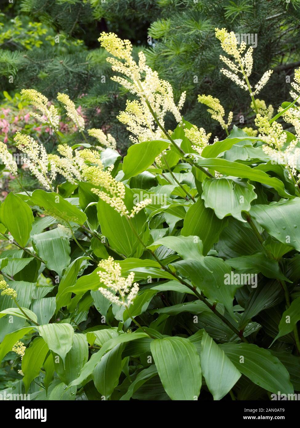 Smilacina racemosa hi-res stock photography and images - Alamy