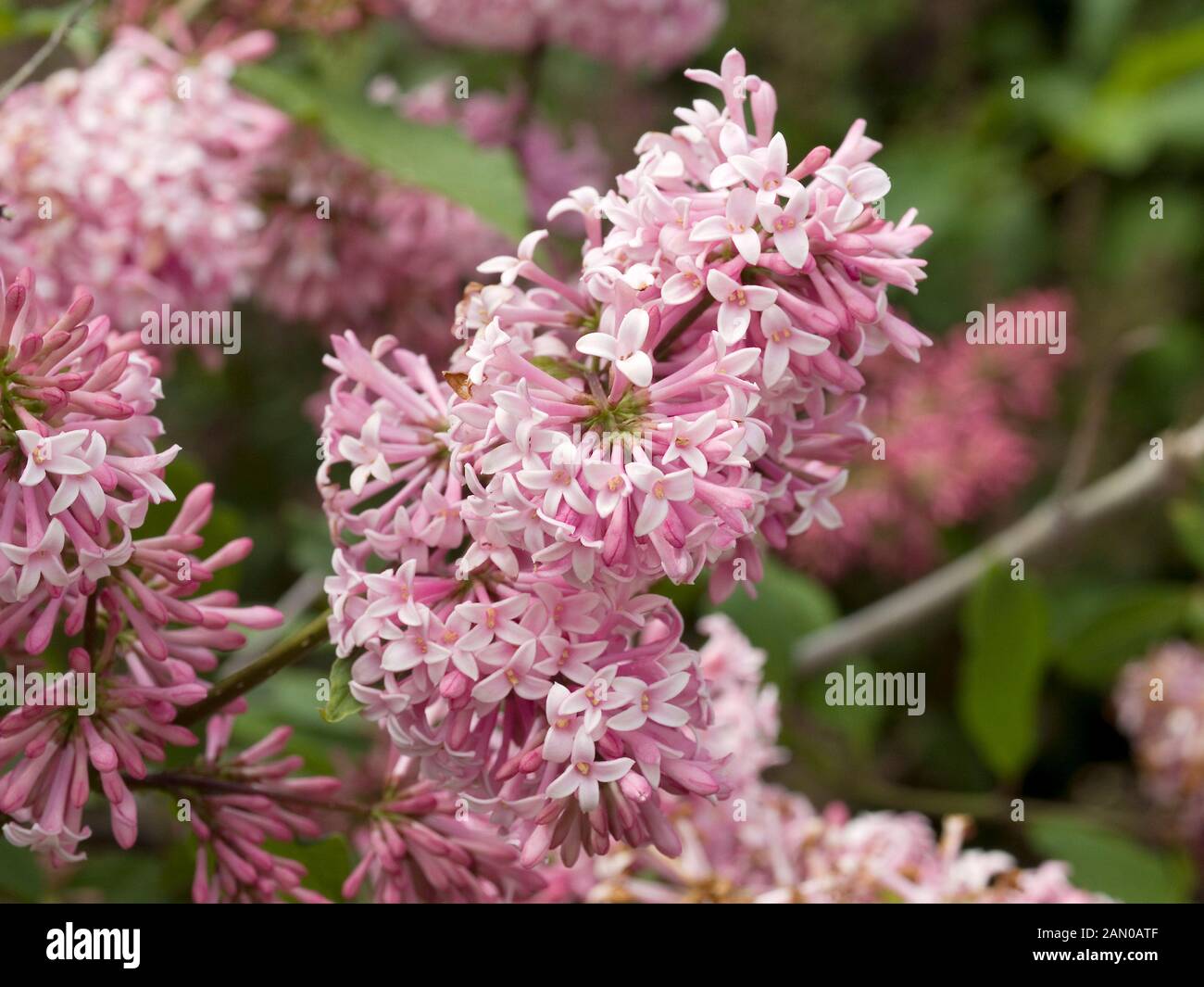 Miss Canada High Resolution Stock Photography and Images - Alamy