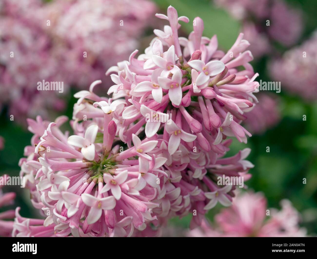 SYRINGA PRESTONIAE MISS CANADA Stock Photo - Alamy