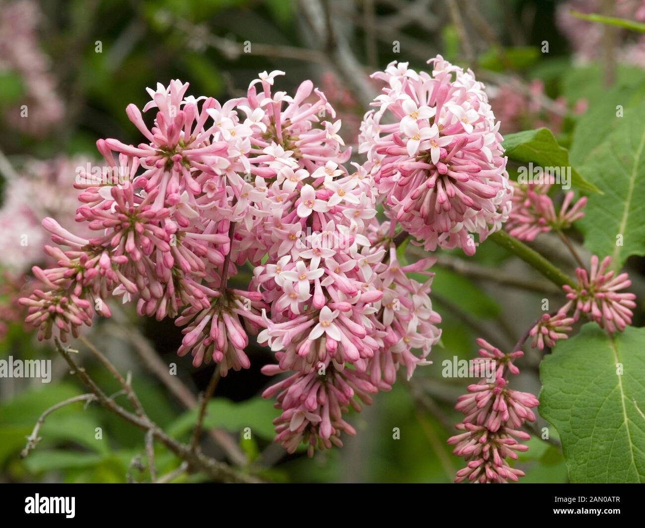Miss Canada High Resolution Stock Photography and Images - Alamy