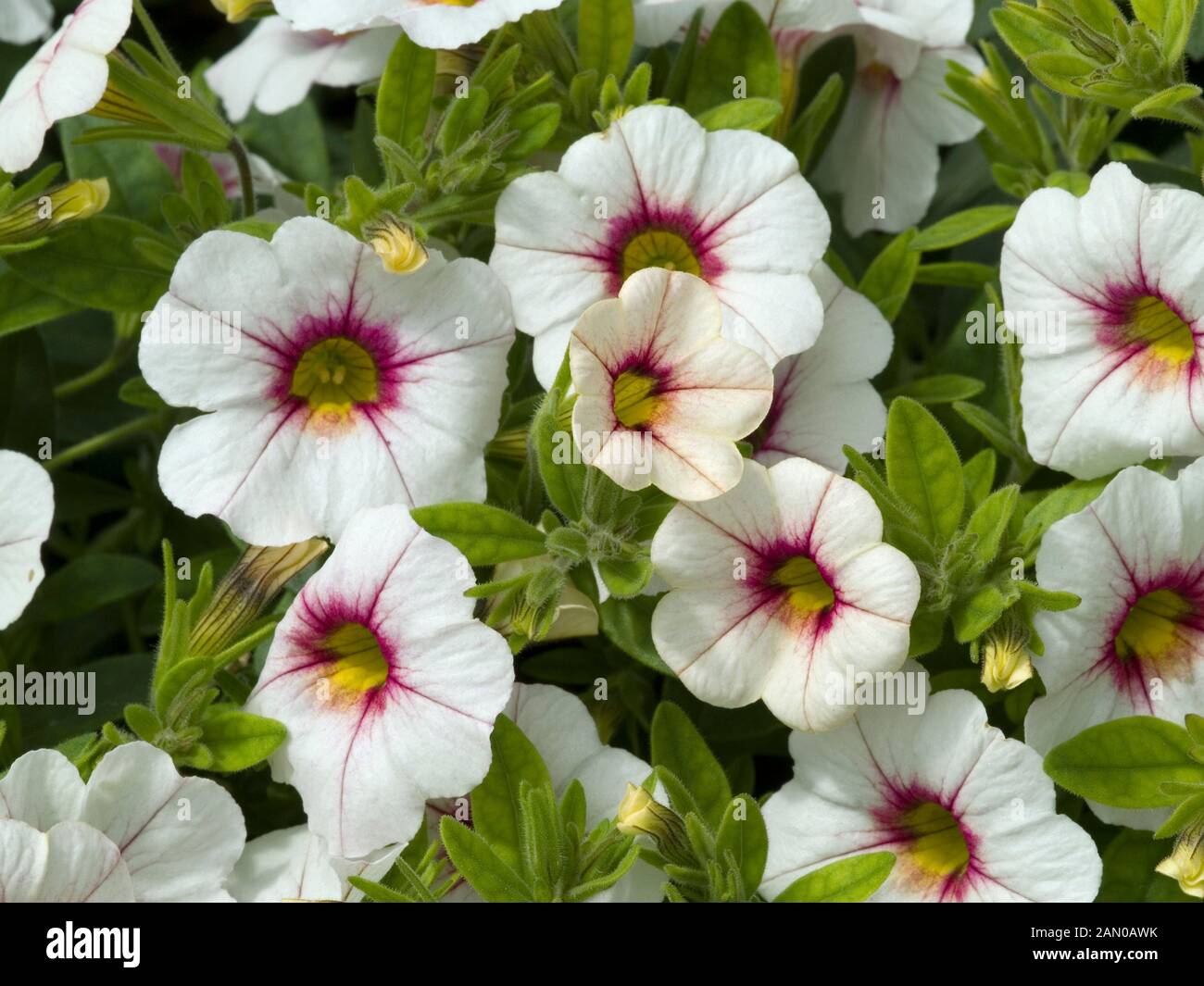 Calibrachoa callie white hi-res stock photography and images - Alamy