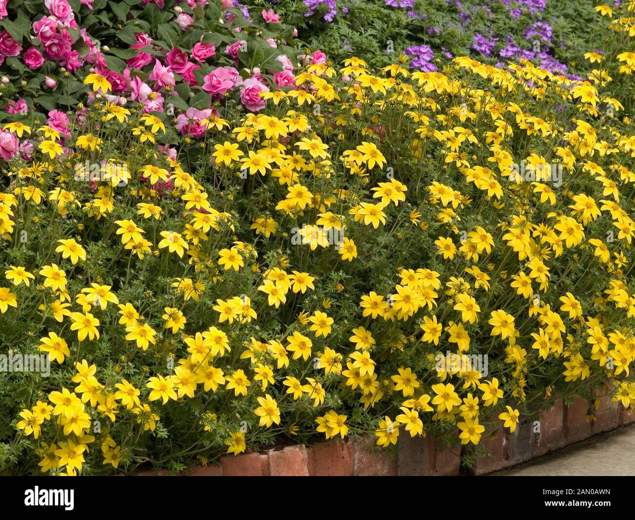 Bidens ferulifolia hi-res stock photography and images - Alamy