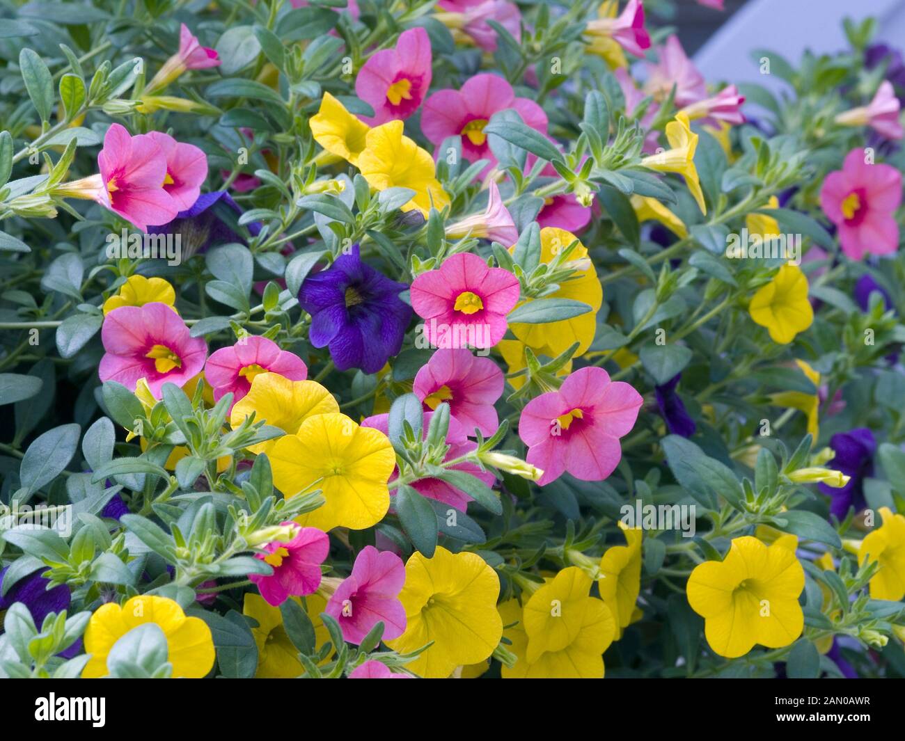 CALIBRACHOA 'MIXED COLORS' Stock Photo - Alamy