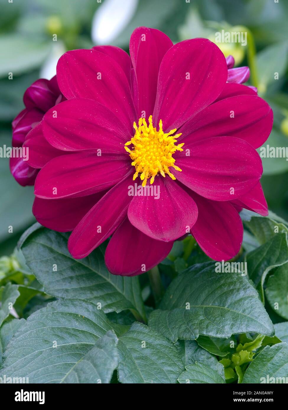Dahlia hello rose hi-res stock photography and images - Alamy