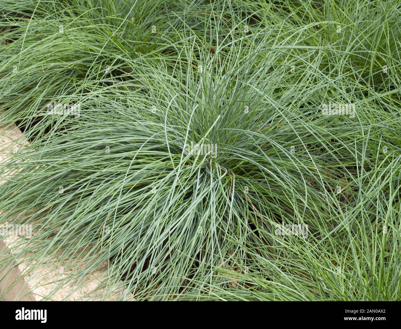 Festuca festina hi-res stock photography and images - Alamy