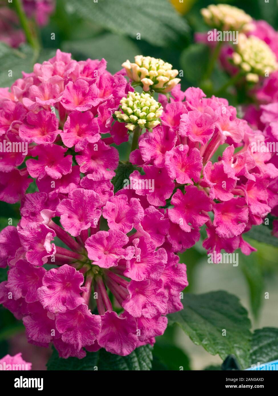 Lantana bandana rose hi-res stock photography and images - Alamy