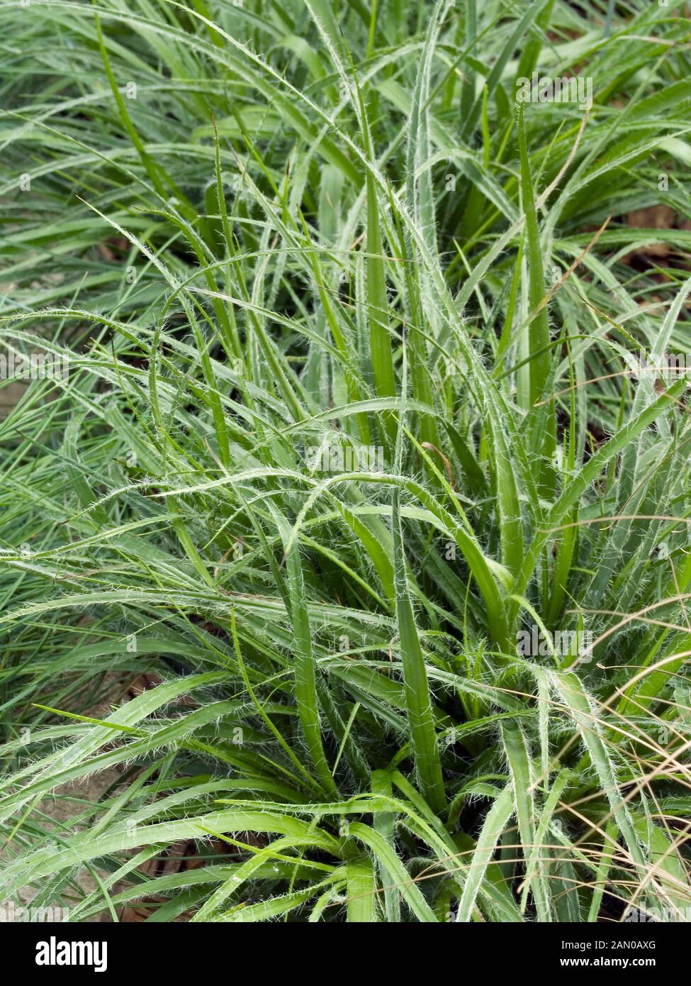 Luzula hi-res stock photography and images - Alamy