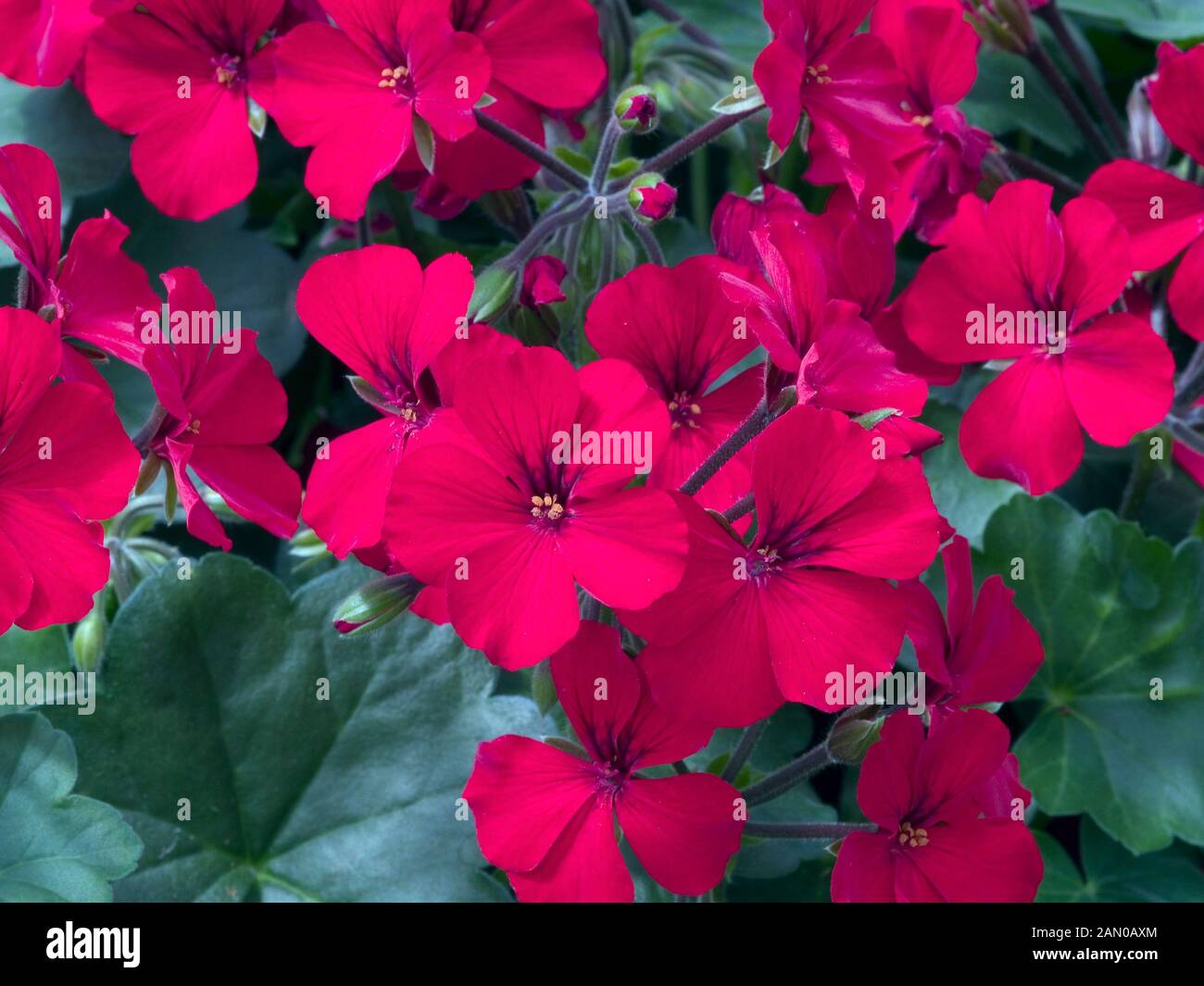 PELARGONIUM HYBRID CALIENTE FIRE Stock Photo - Alamy