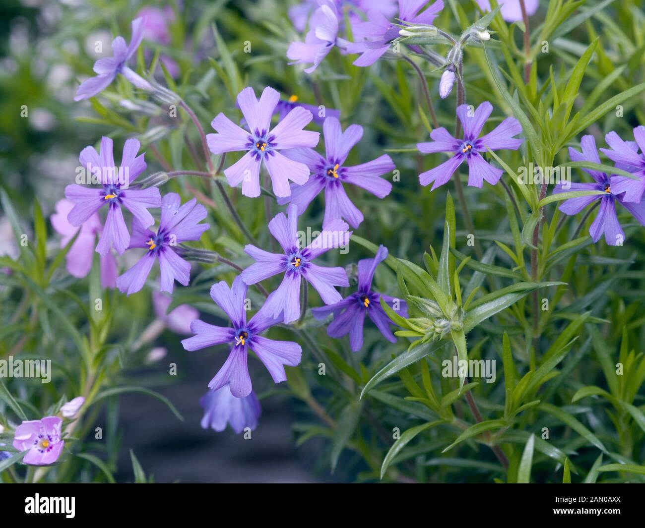 Phlox subulata purple beauty hi-res stock photography and images - Alamy