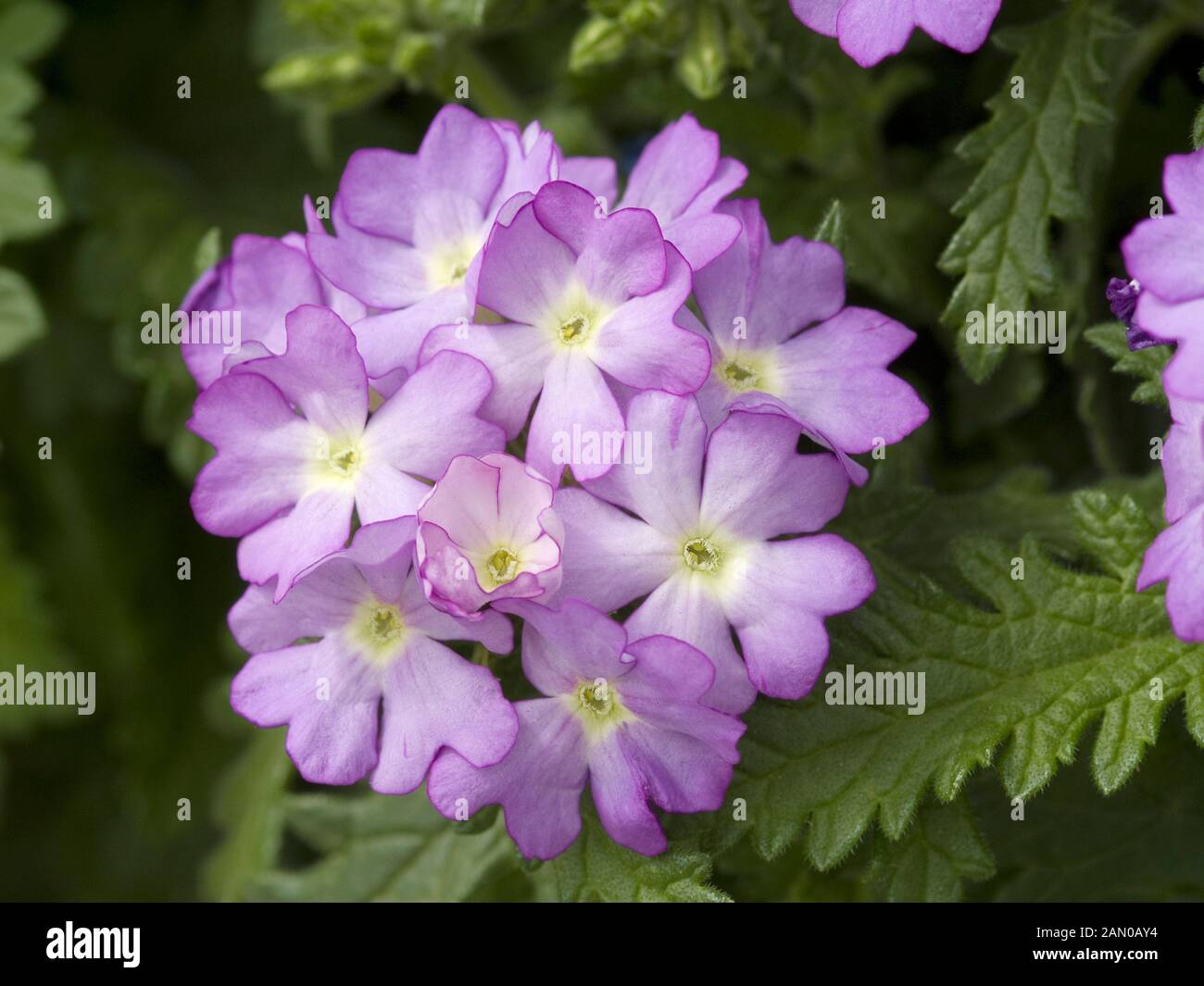 Lavender picotee hi-res stock photography and images - Alamy