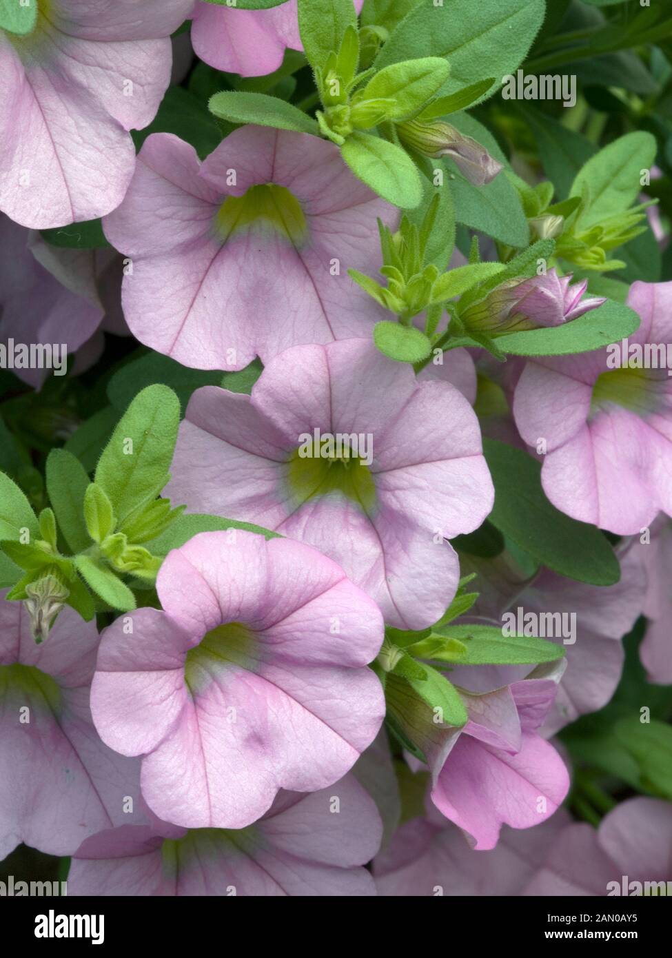 Calibrachoa million bells flower hi-res stock photography and images ...