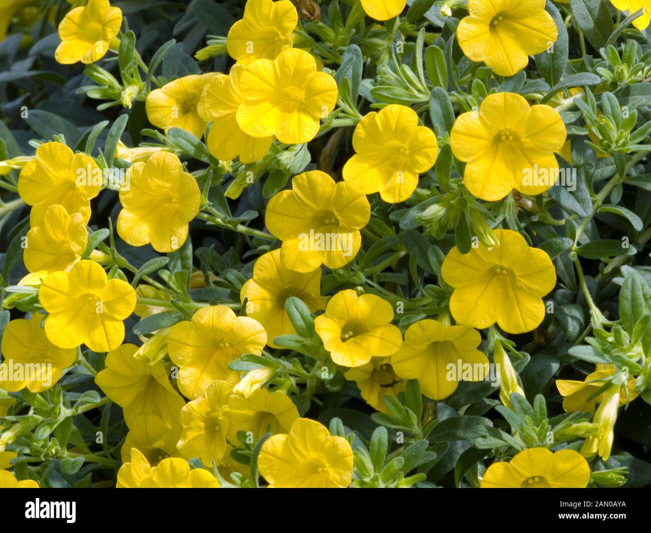 Calibrachoa million bells hi-res stock photography and images - Alamy