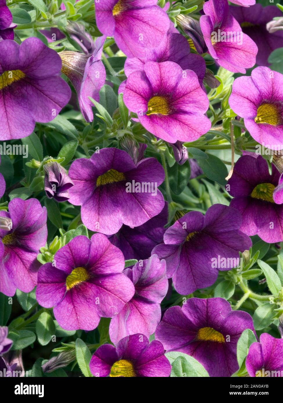 Calibrachoa million bells hi-res stock photography and images - Alamy