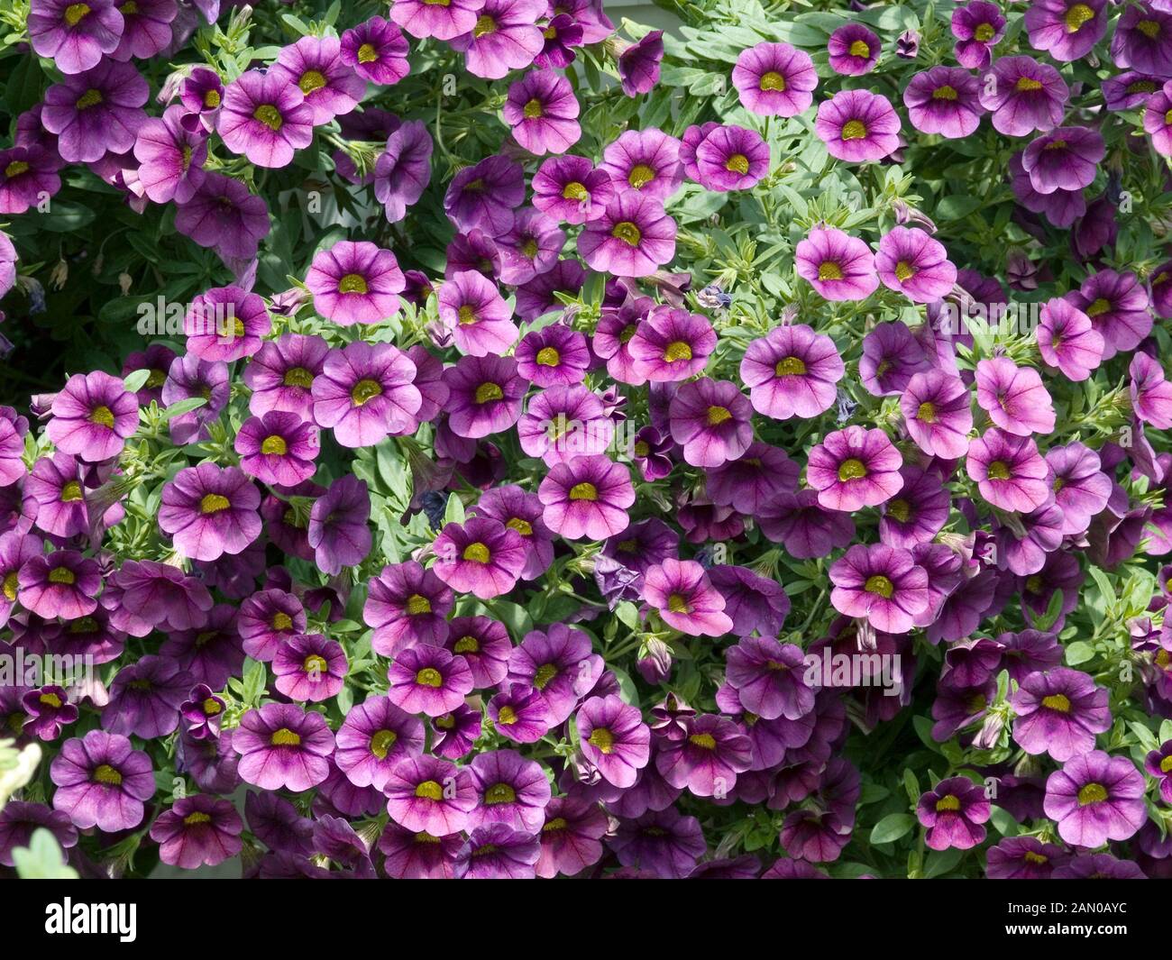 CALIBRACHOA MILLION BELLS PLUM Stock Photo - Alamy