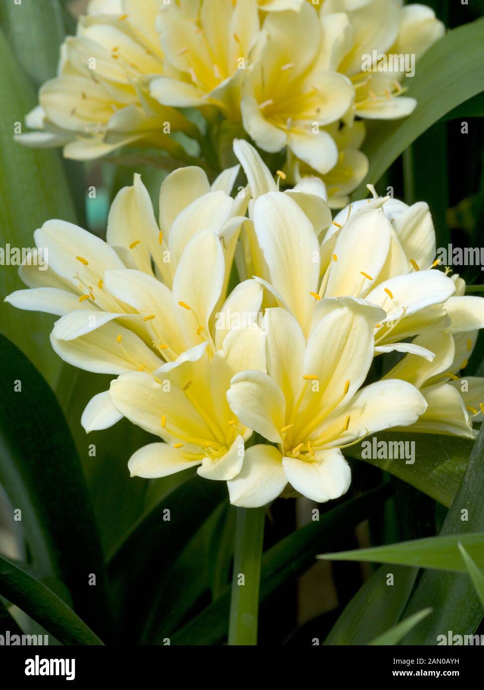 Clivia miniata hi-res stock photography and images - Alamy