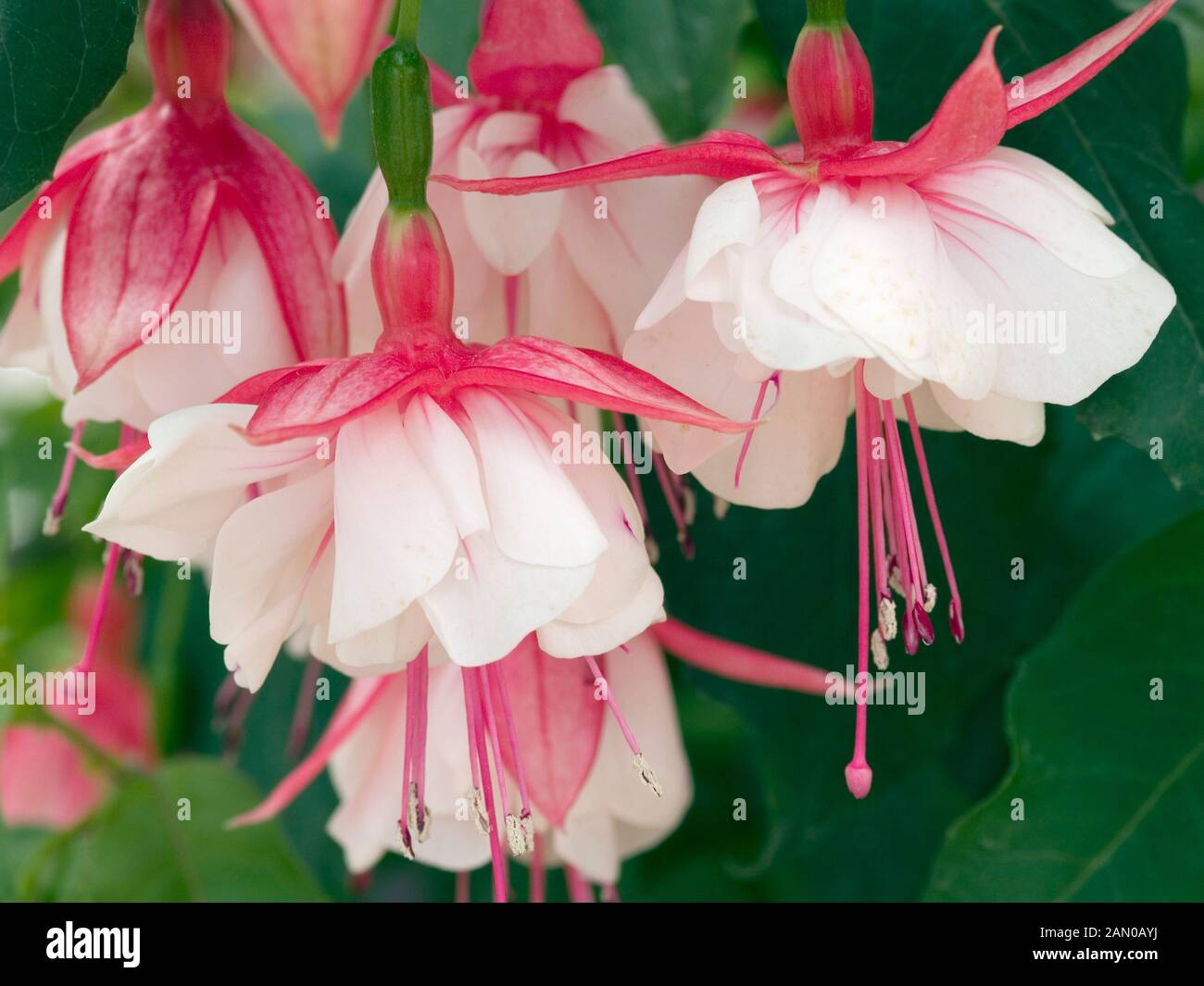 Snowfire hi-res stock photography and images - Alamy