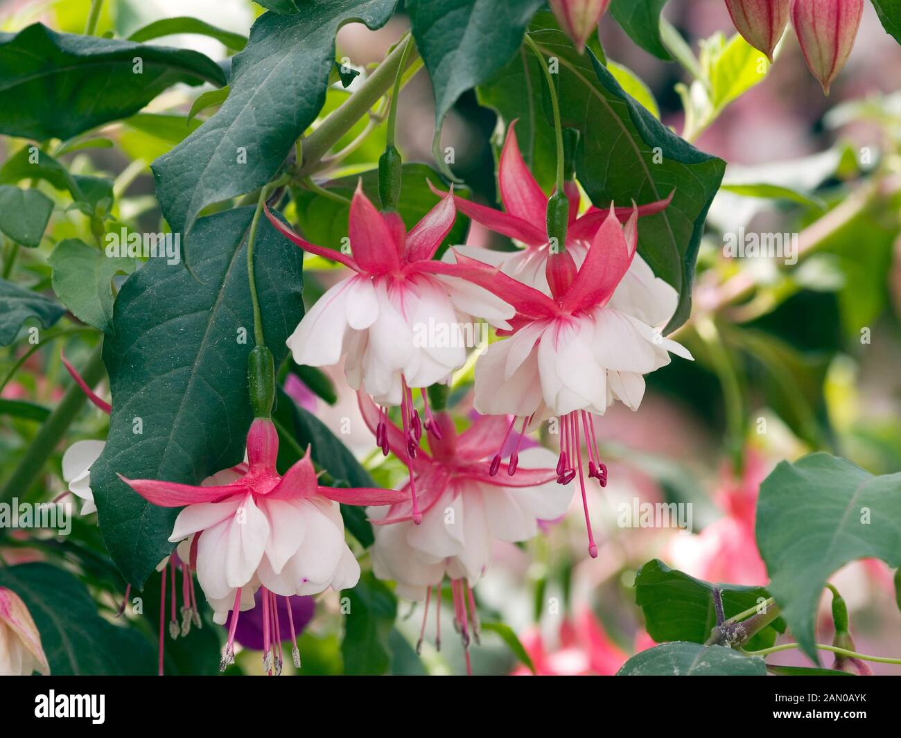 Snowfire hi-res stock photography and images - Alamy