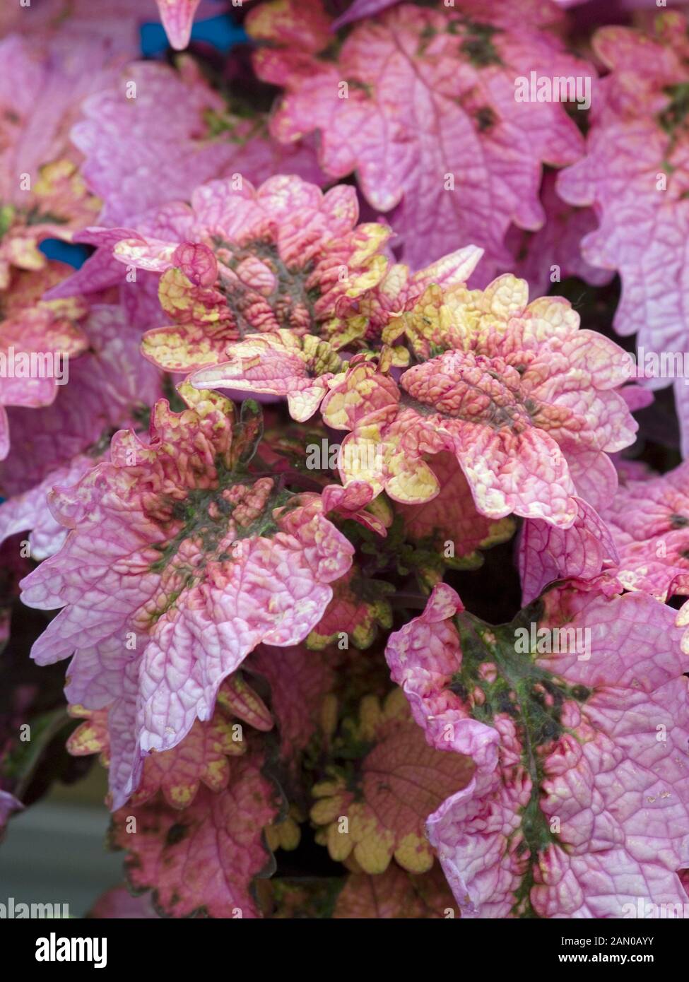 Florida rose hi-res stock photography and images - Alamy