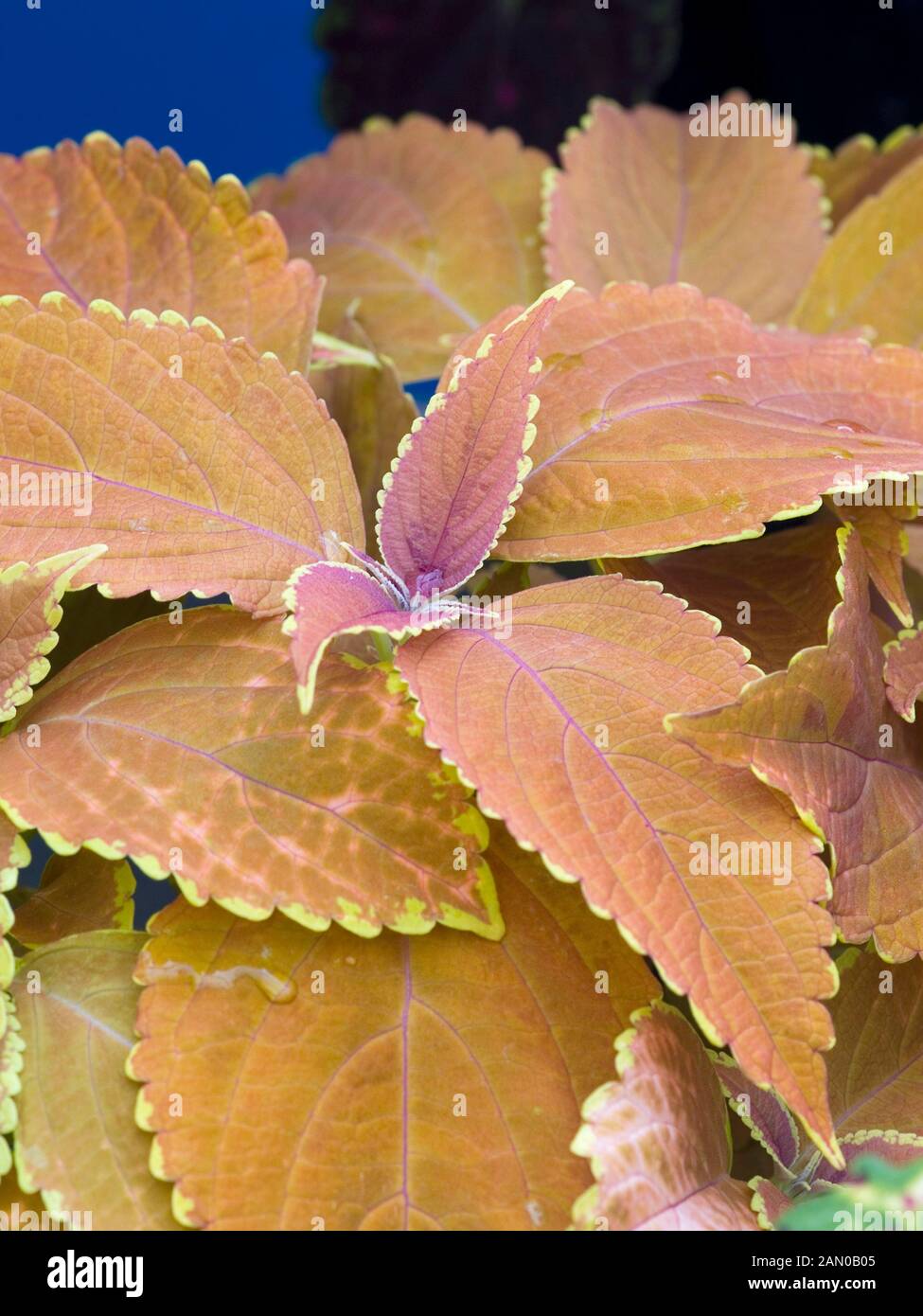 COLEUS RUSTIC ORANGE Stock Photo - Alamy