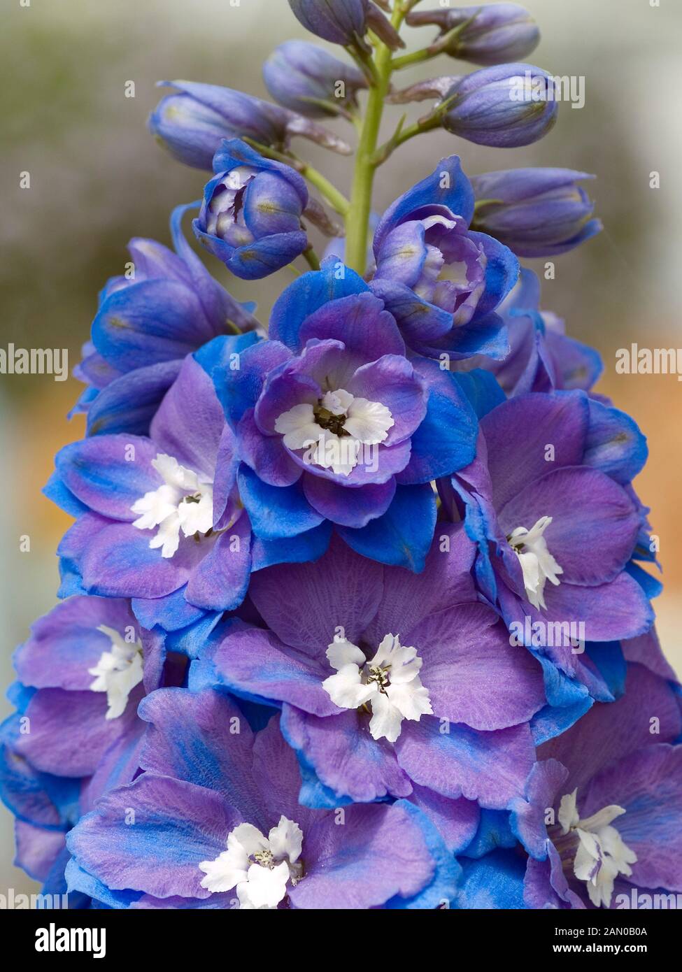 DELPHINIUM GUARDIAN BLUE Stock Photo - Alamy