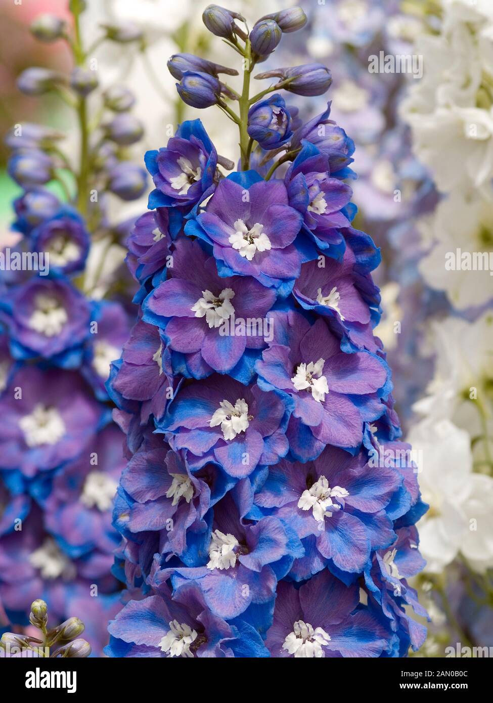 DELPHINIUM GUARDIAN BLUE Stock Photo - Alamy