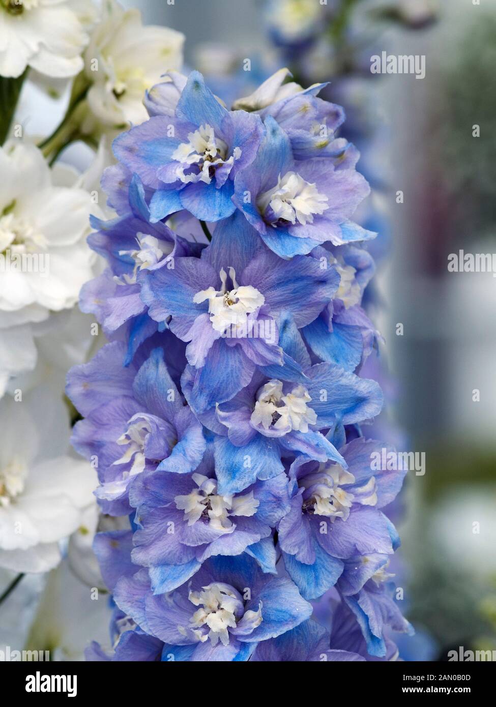DELPHINIUM GUARDIAN LAVENDER Stock Photo - Alamy