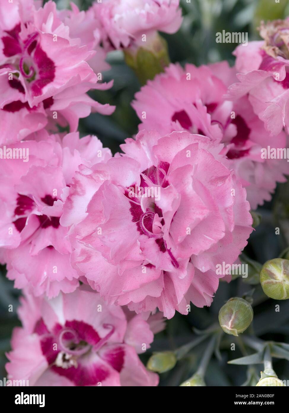DIANTHUS RASPBERRY SURPRISE Stock Photo - Alamy